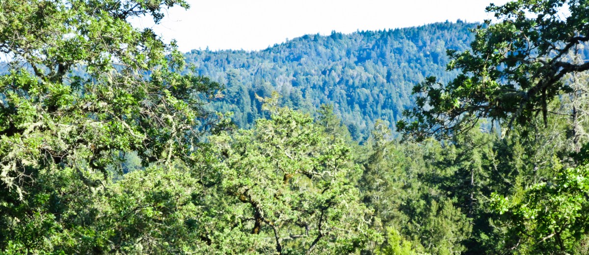 Ranch Work Parties – Gretchen Butler Wild Art