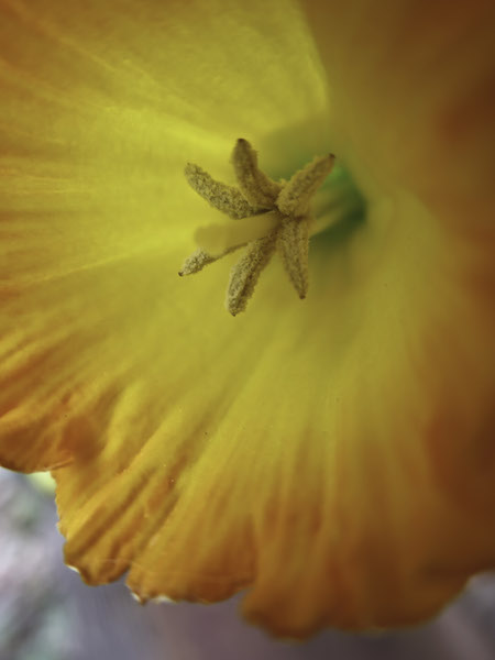 Daffodilia – Gretchen Butler Wild Art