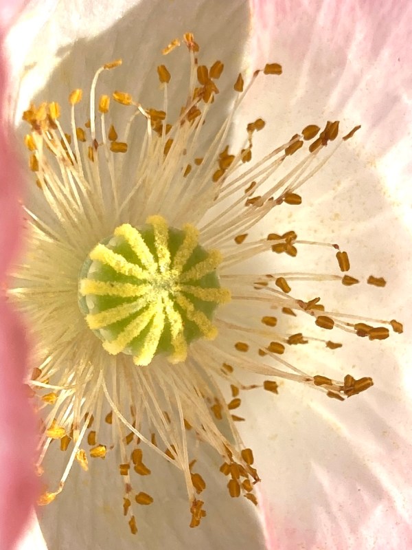 Gretchen Butler Wild Art – Art and community in the wild lands